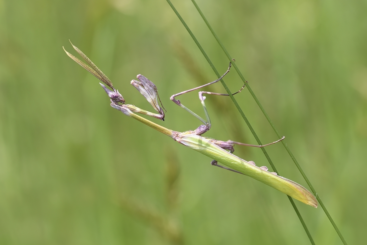 Modlivka - Galéria | Fotoma.sk