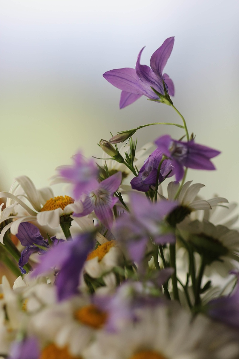 Poľné kvety - Galéria | Fotoma.sk