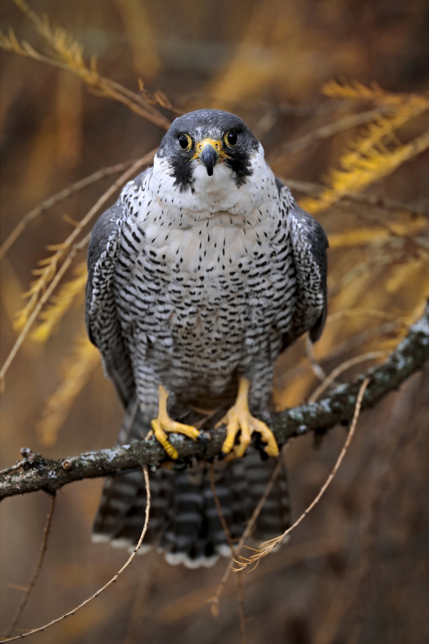 Sokol sťahovavý - Galéria | Fotoma.sk