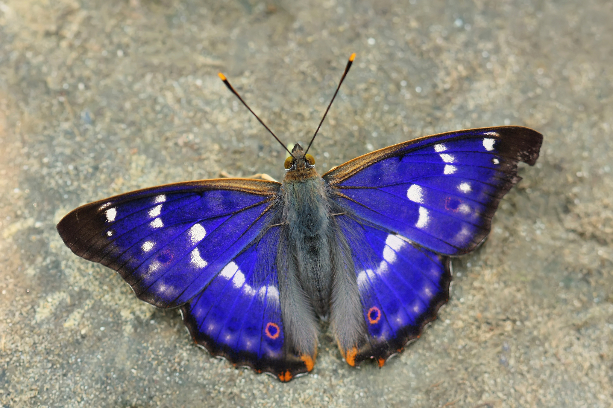 odtiene modrej - Galéria | Fotoma.sk