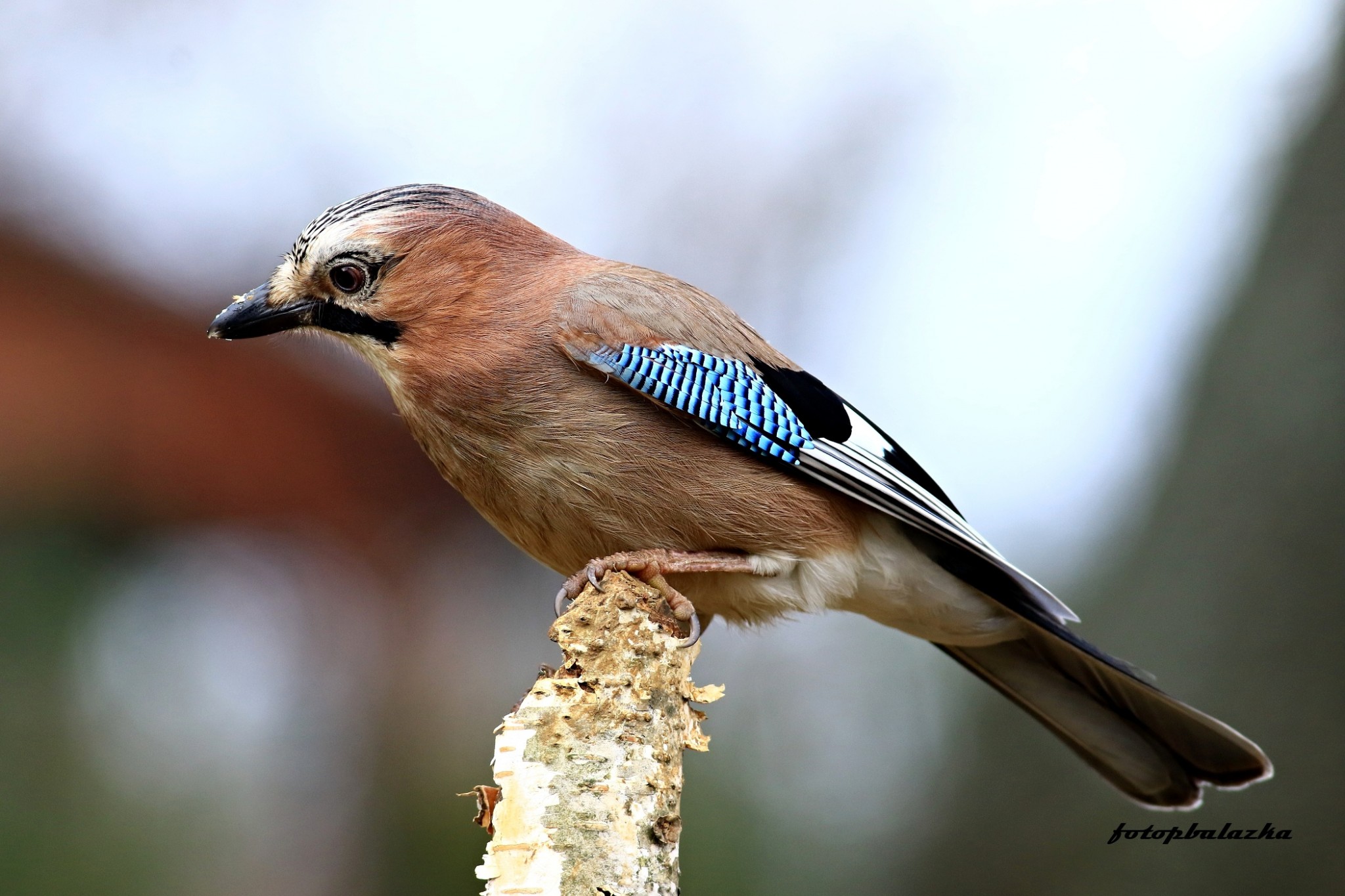 Sojka škriekavá. - Galéria | Fotoma.sk