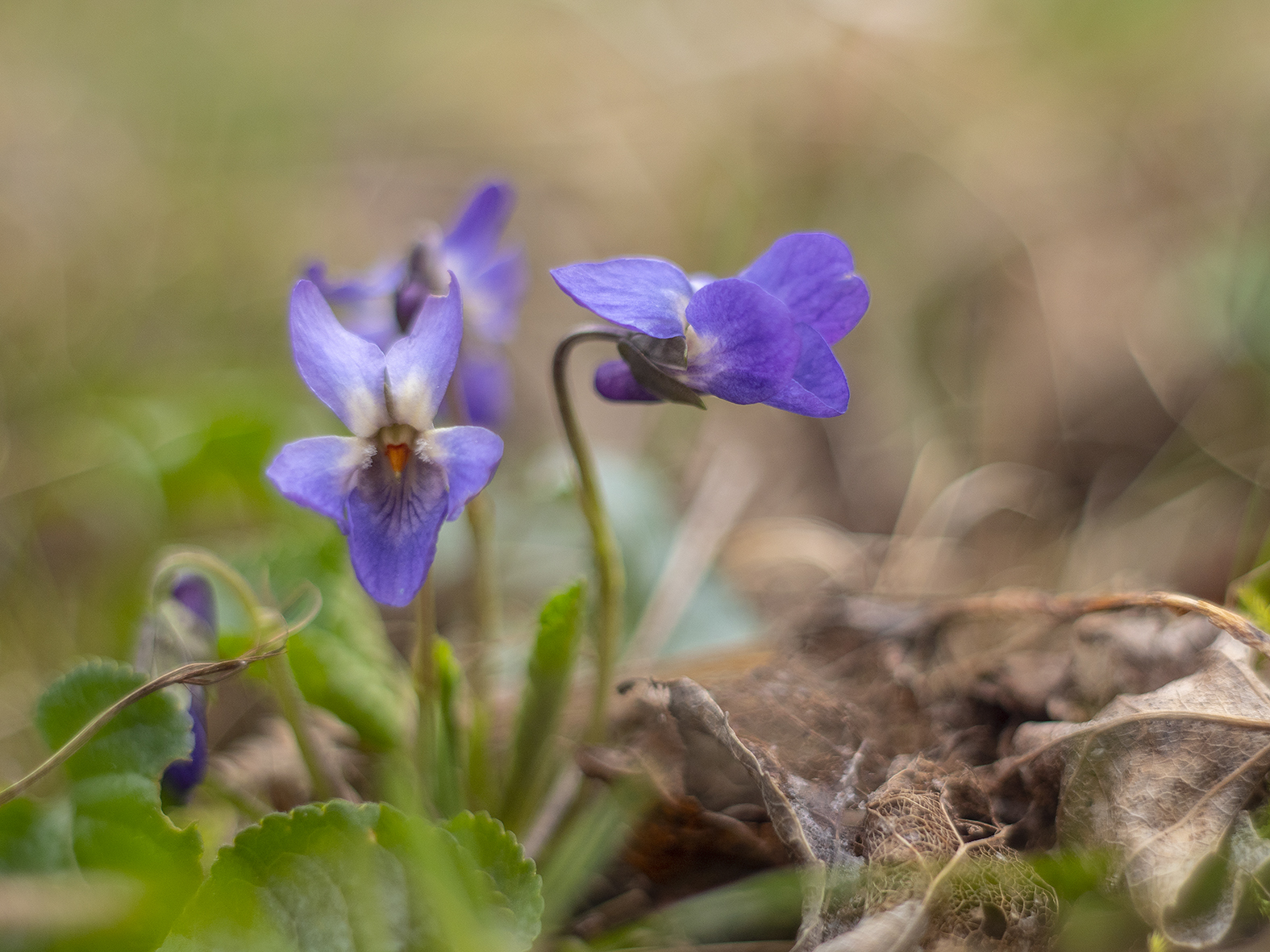 Fialka - Galéria | Fotoma.sk