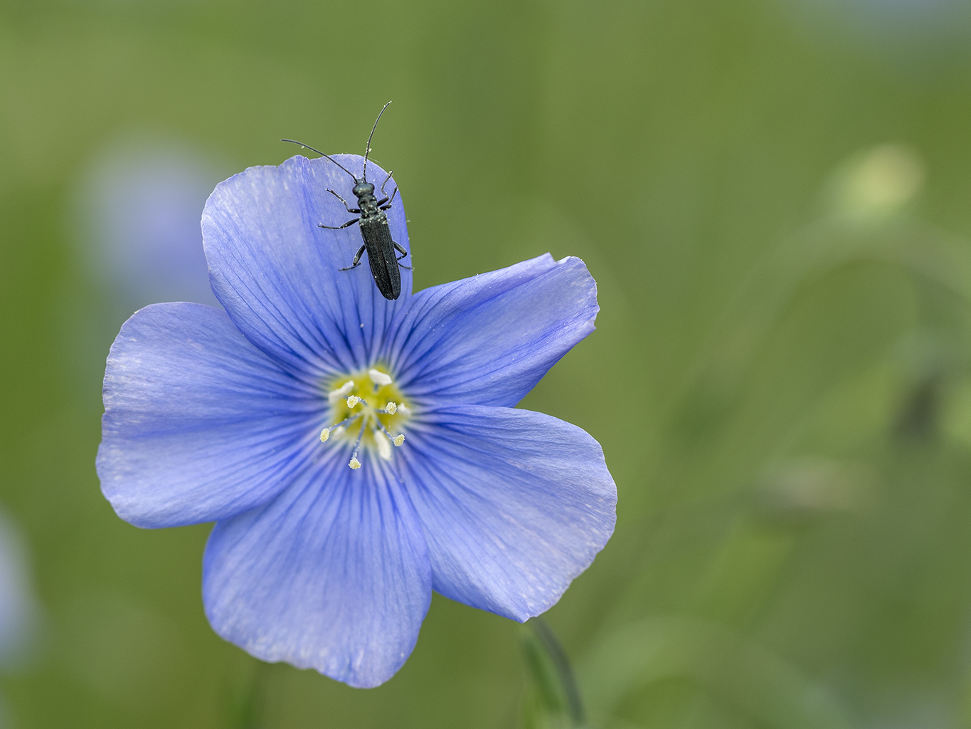 Ľan - Galéria | Fotoma.sk