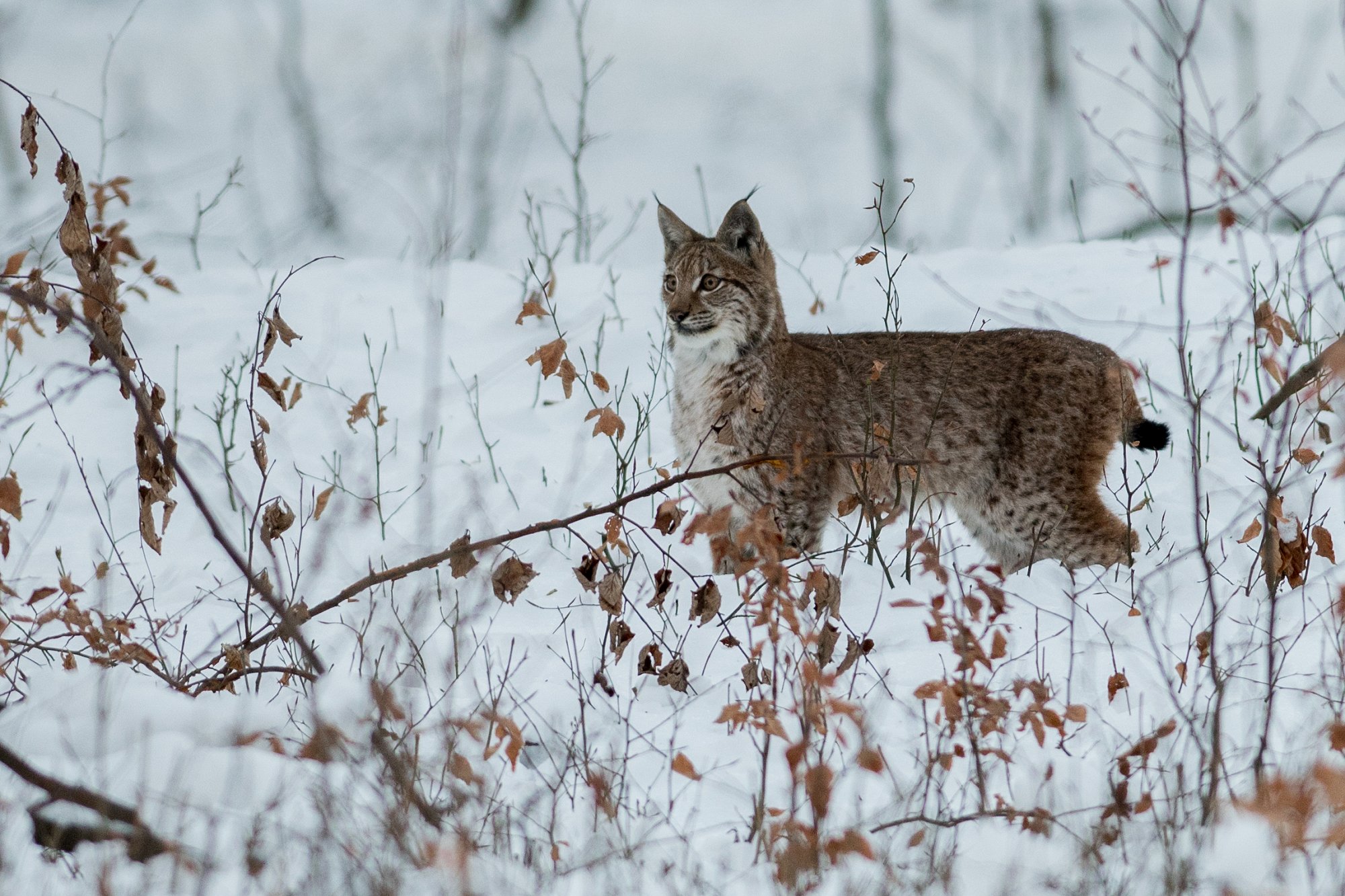 Velká mačka - Galéria | Fotoma.sk