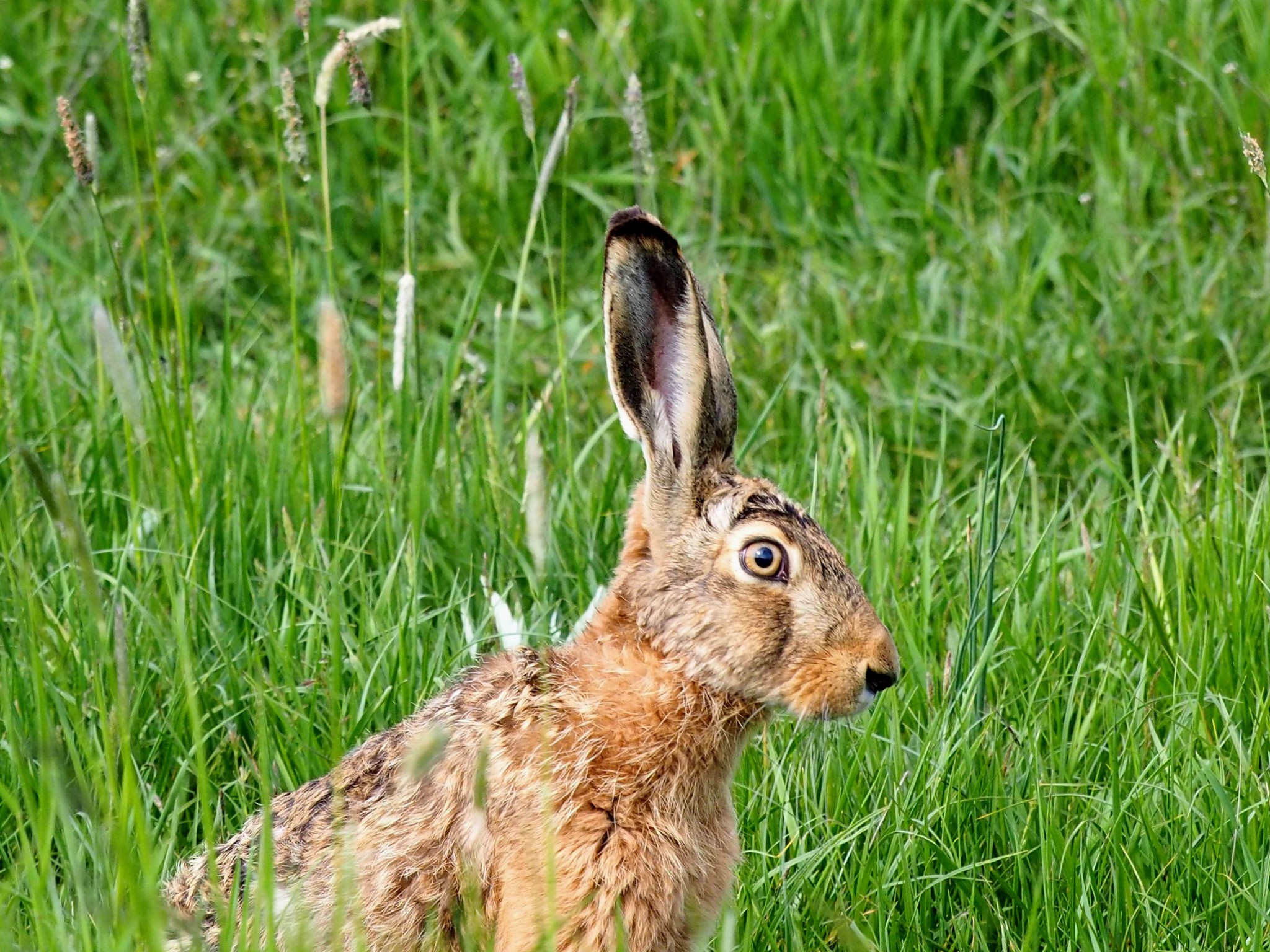 Zajac polný. - Galéria | Fotoma.sk