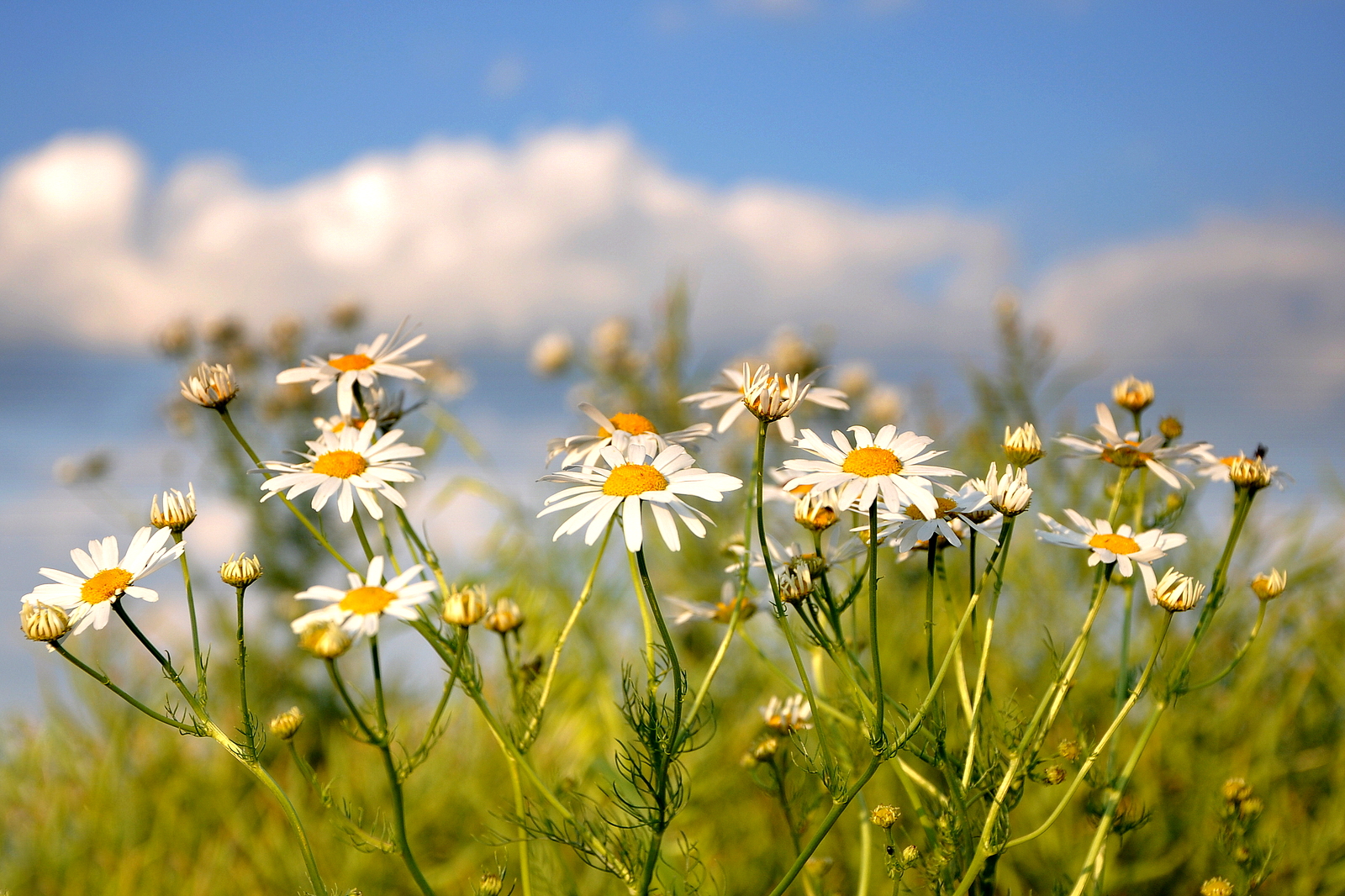 Letný obrázok - Galéria | Fotoma.sk