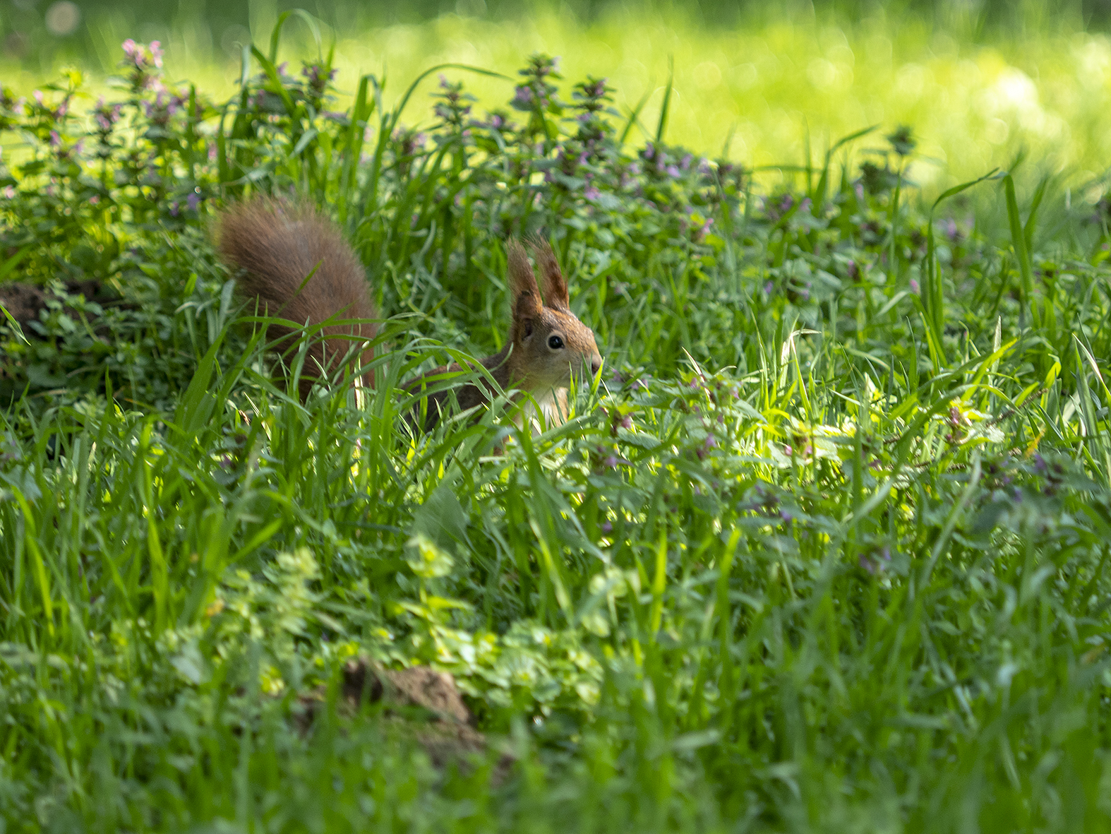 Veverička - Galéria | Fotoma.sk