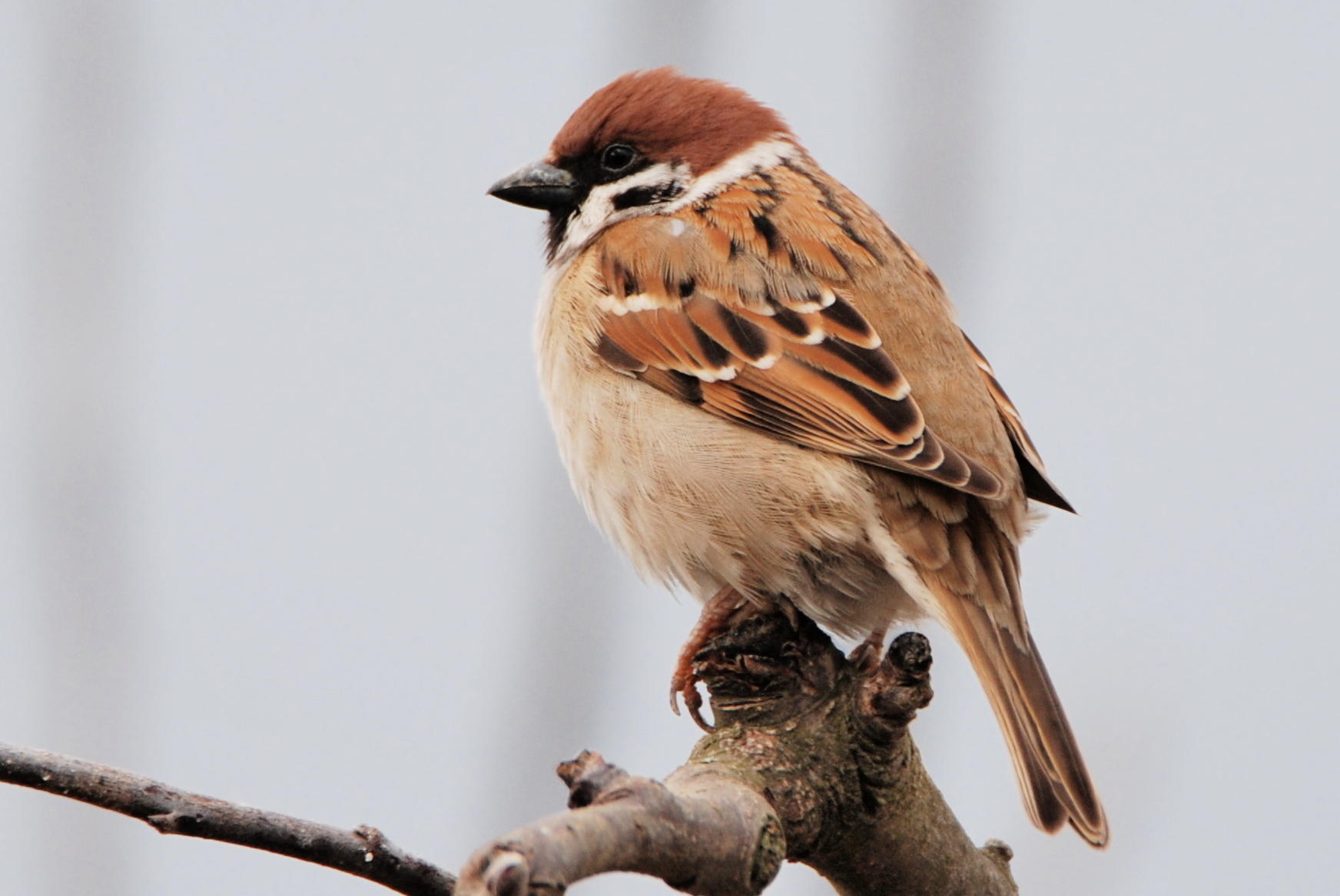 Vrabec domový - Galéria | Fotoma.sk