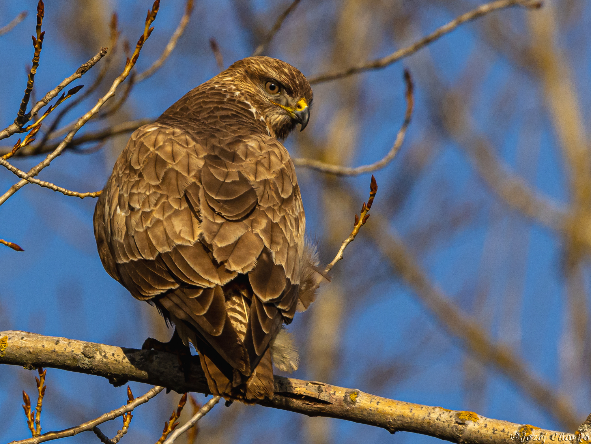 myšiak lesný - Galéria | Fotoma.sk