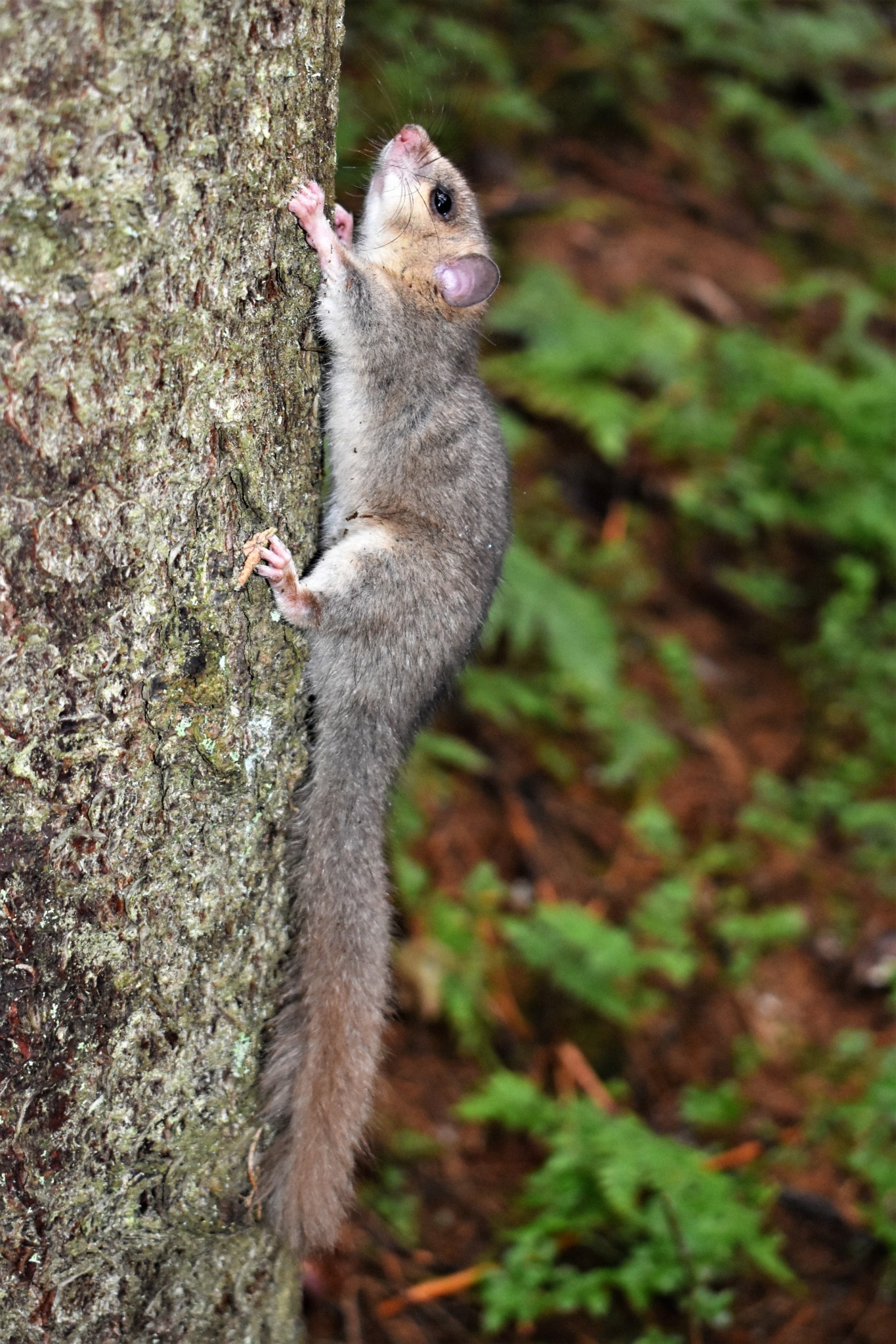 Plch lesní - Galéria | Fotoma.sk
