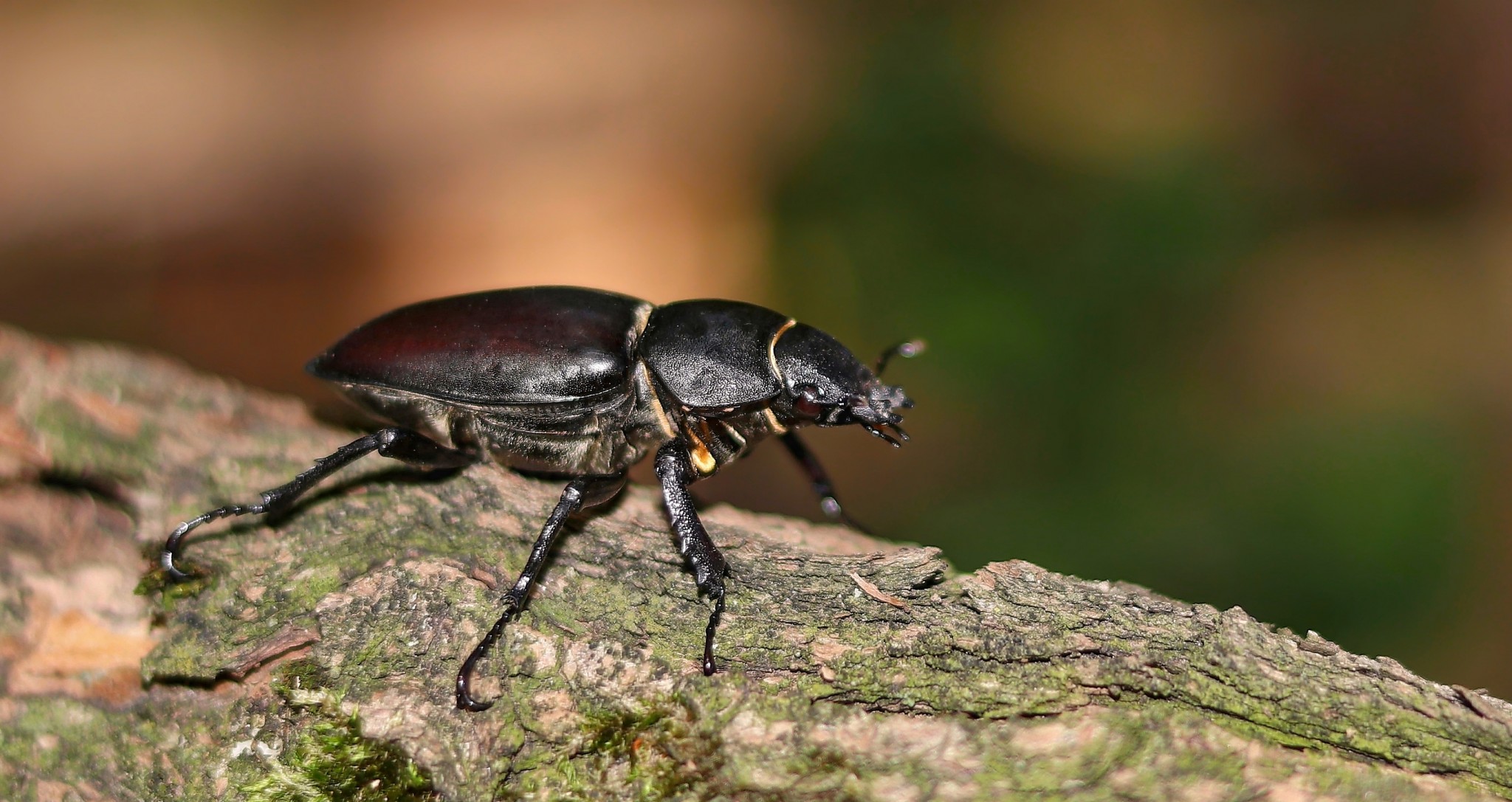 Chrobák - Galéria | Fotoma.sk