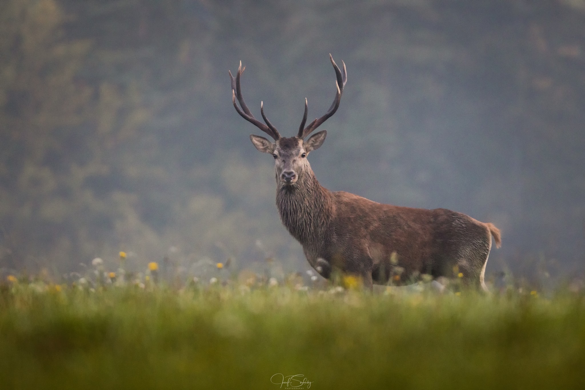 Jeleň lesný - Galéria | Fotoma.sk
