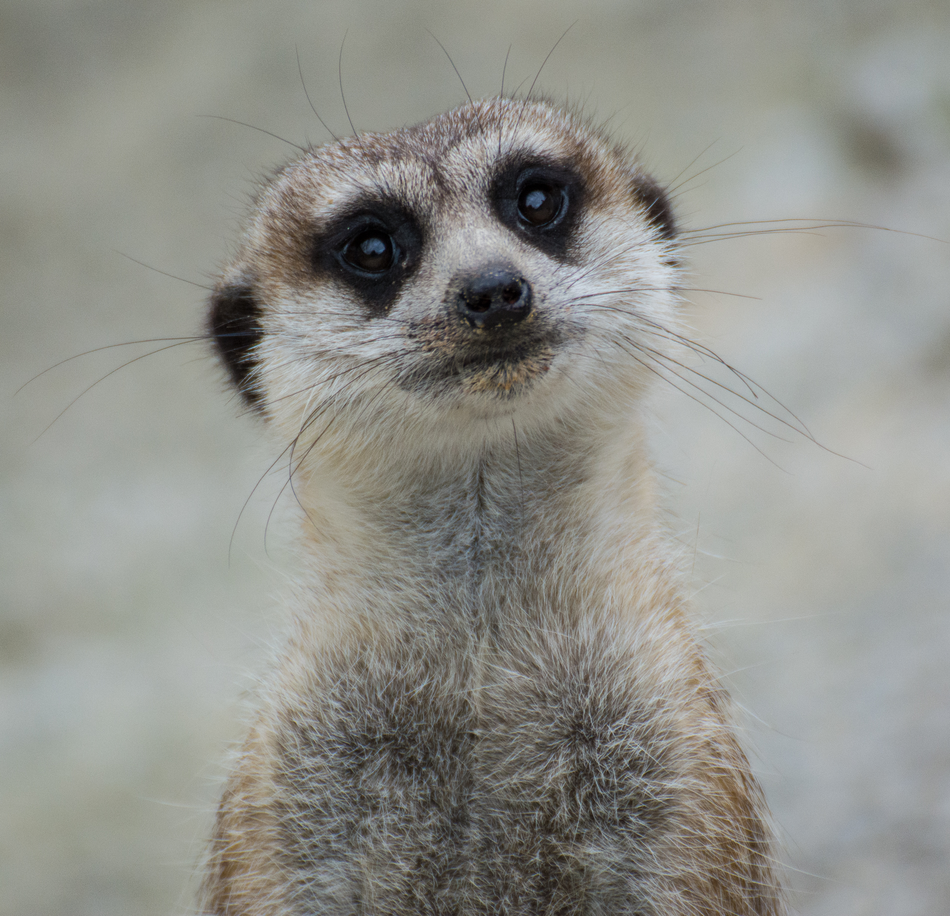 Surikata - Galéria | Fotoma.sk