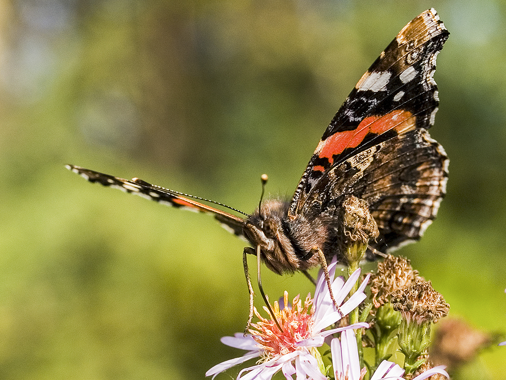 Babôčka - Galéria | Fotoma.sk