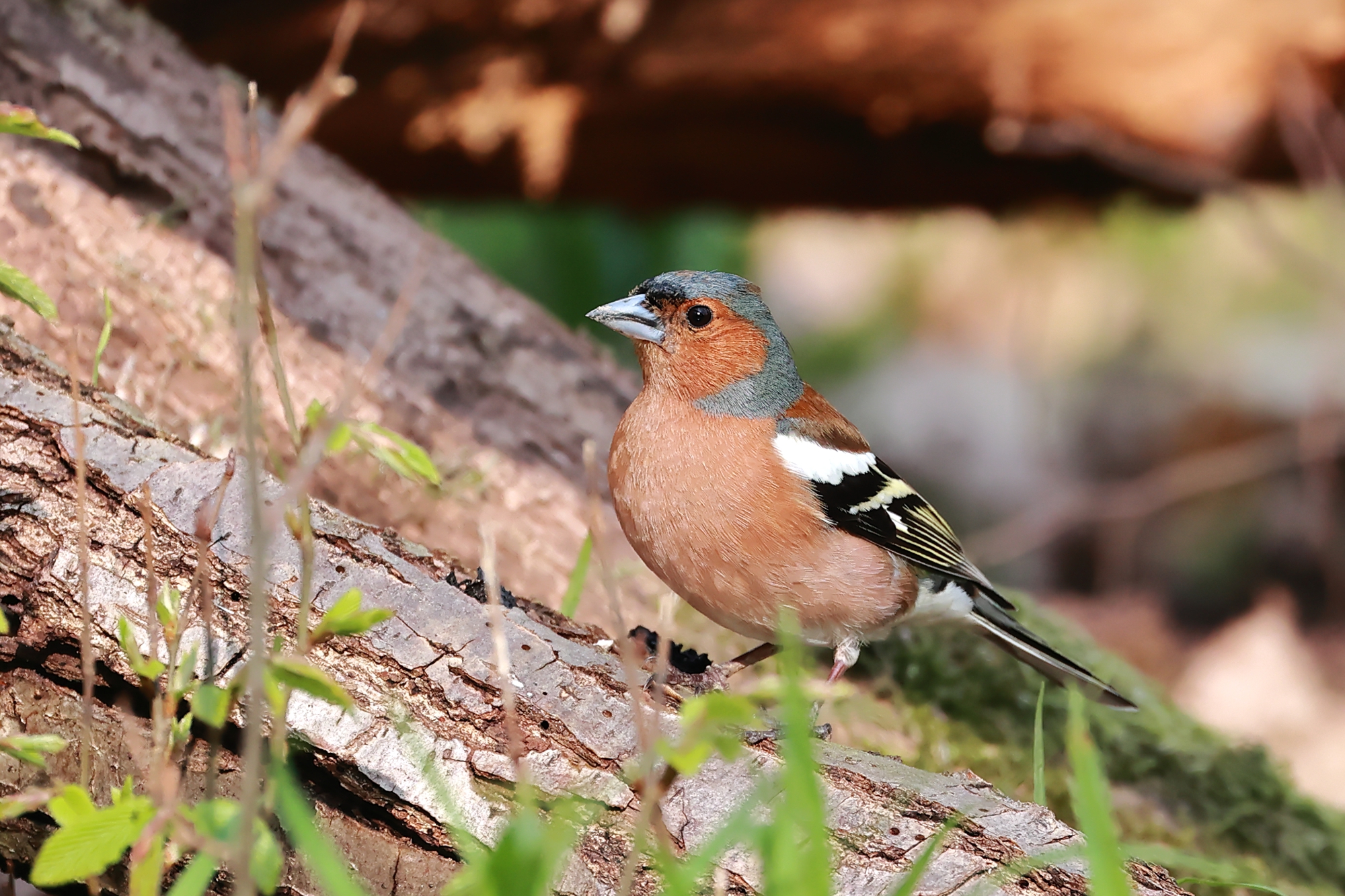 pinka lesná - Galéria | Fotoma.sk