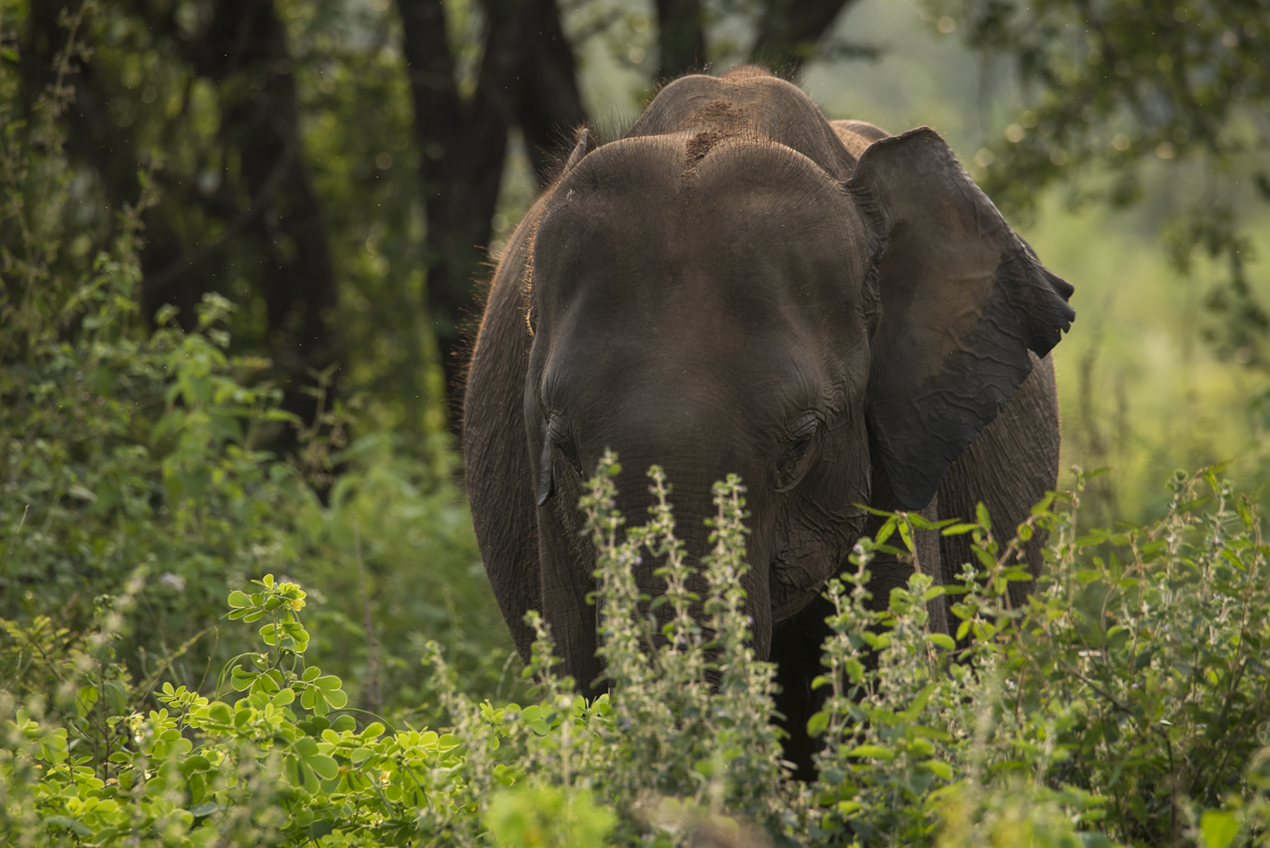 slon indicky - Galéria | Fotoma.sk