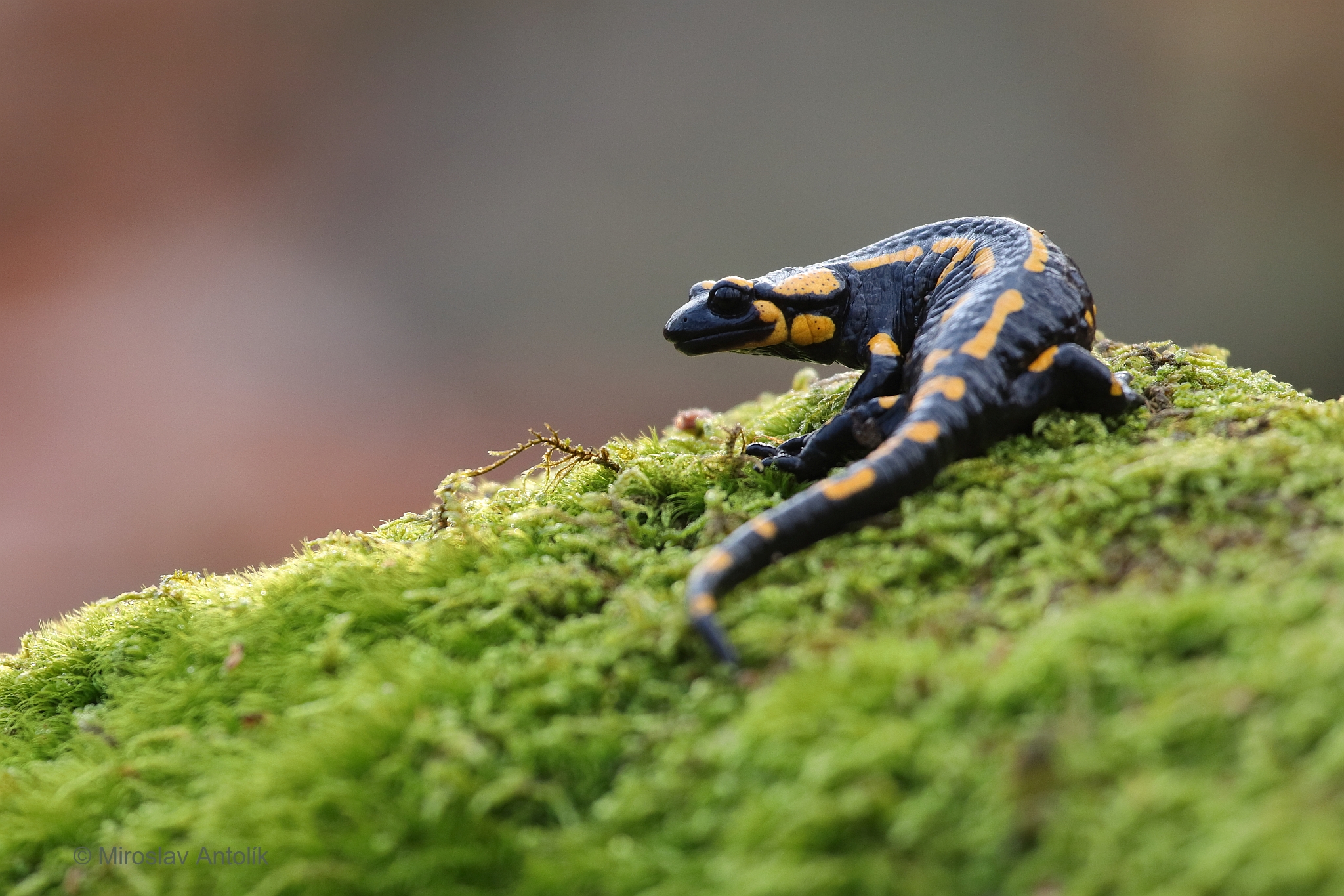 salamandra škvrnitá - Galéria | Fotoma.sk