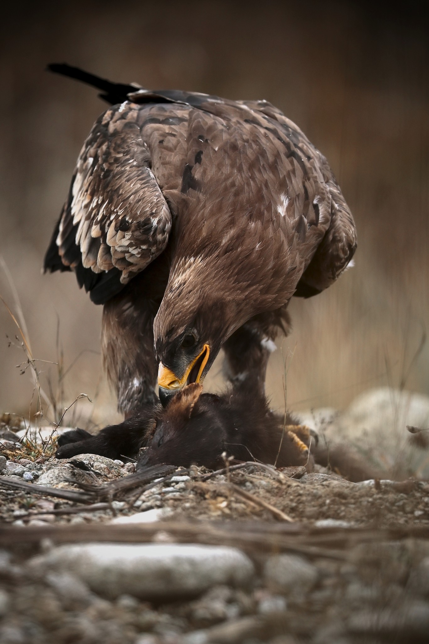 Orol stepný - Galéria | Fotoma.sk
