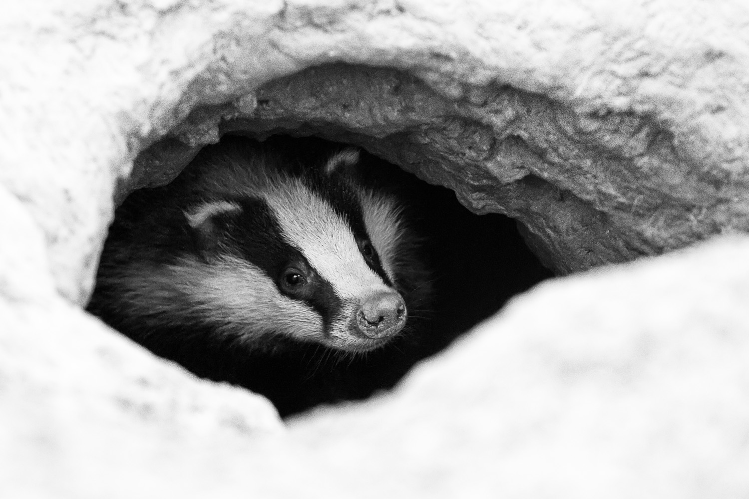 Jazvec lesný - Galéria | Fotoma.sk