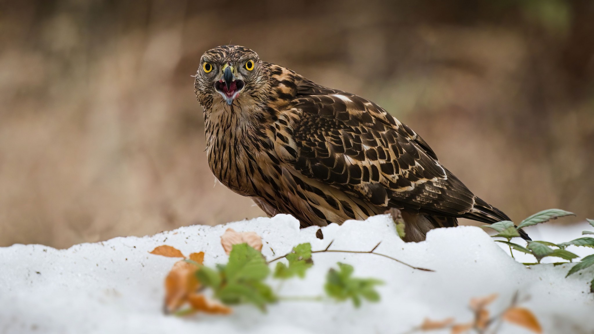 Jastrab lesný - Galéria | Fotoma.sk