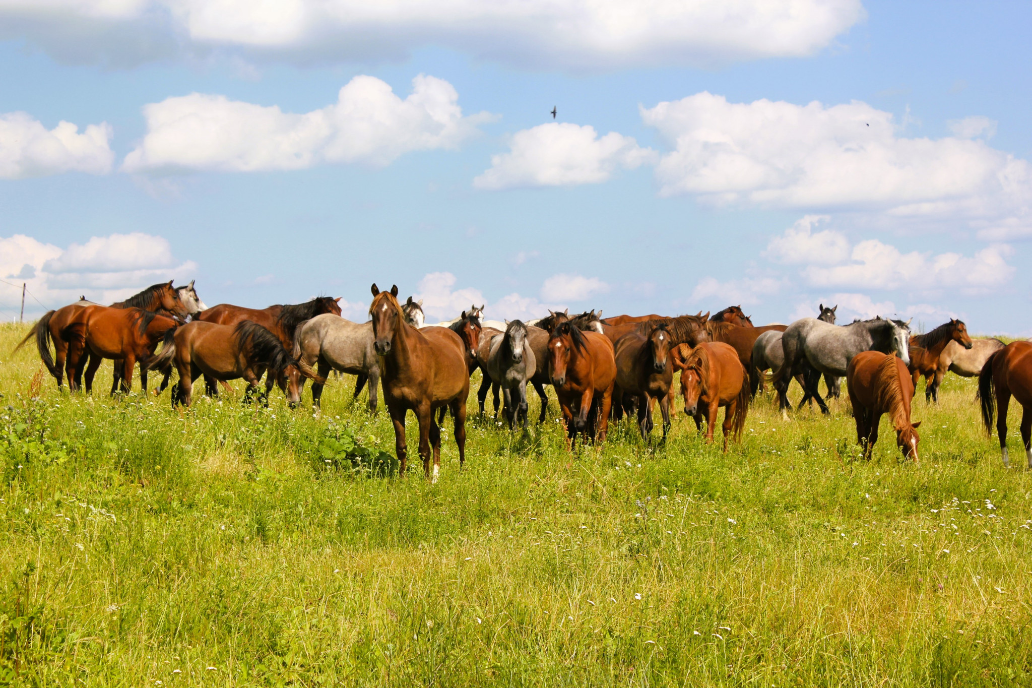stádo koní - Fotosúťaž: Po stopách Karla Plicku v Čechách a na Slovensku - Súťaže | Fotoma.sk