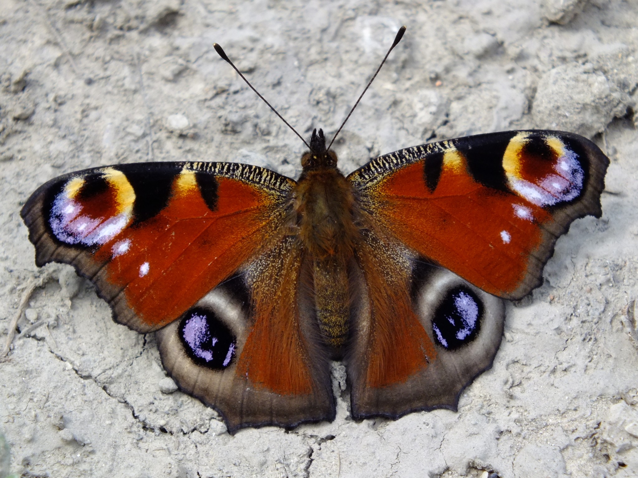 Babočka pavooká - Súťaž Sony a PRO.Laika o ceny v hodnote 2500€ za ...